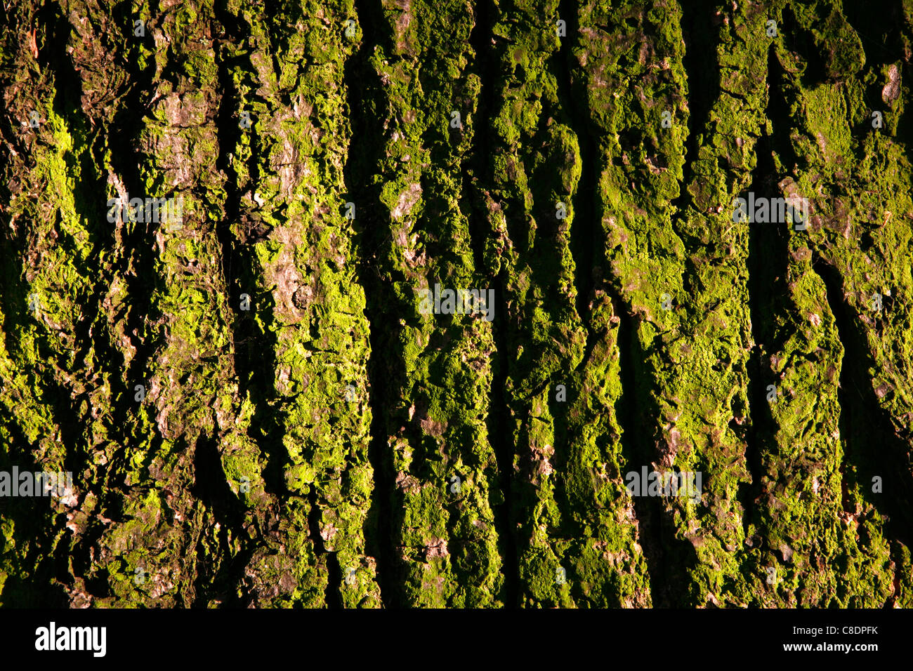 Bark of a lime tree in Wandsworth Park, Putney, London, UK Stock Photo ...