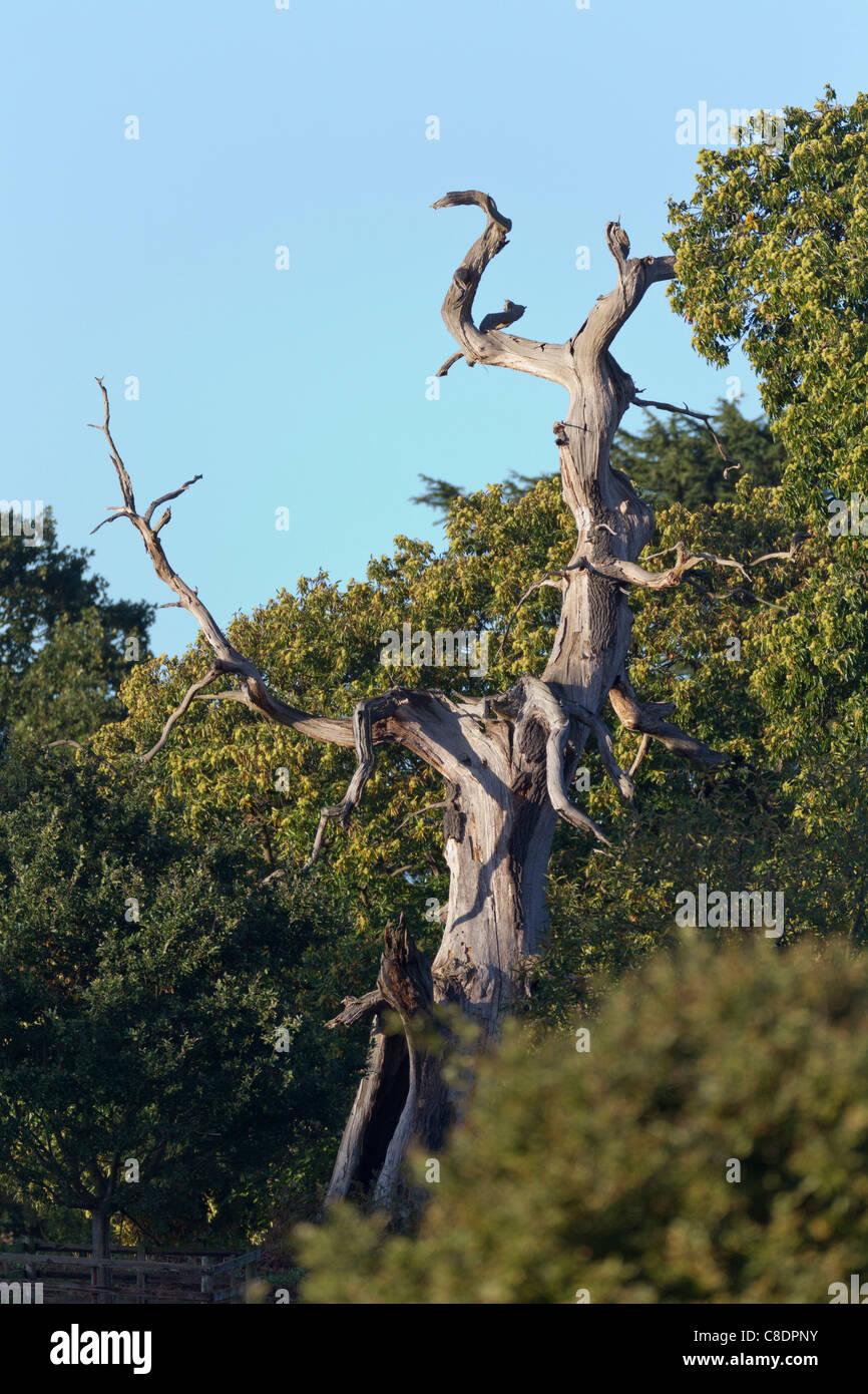 Old dead tree hi-res stock photography and images - Alamy