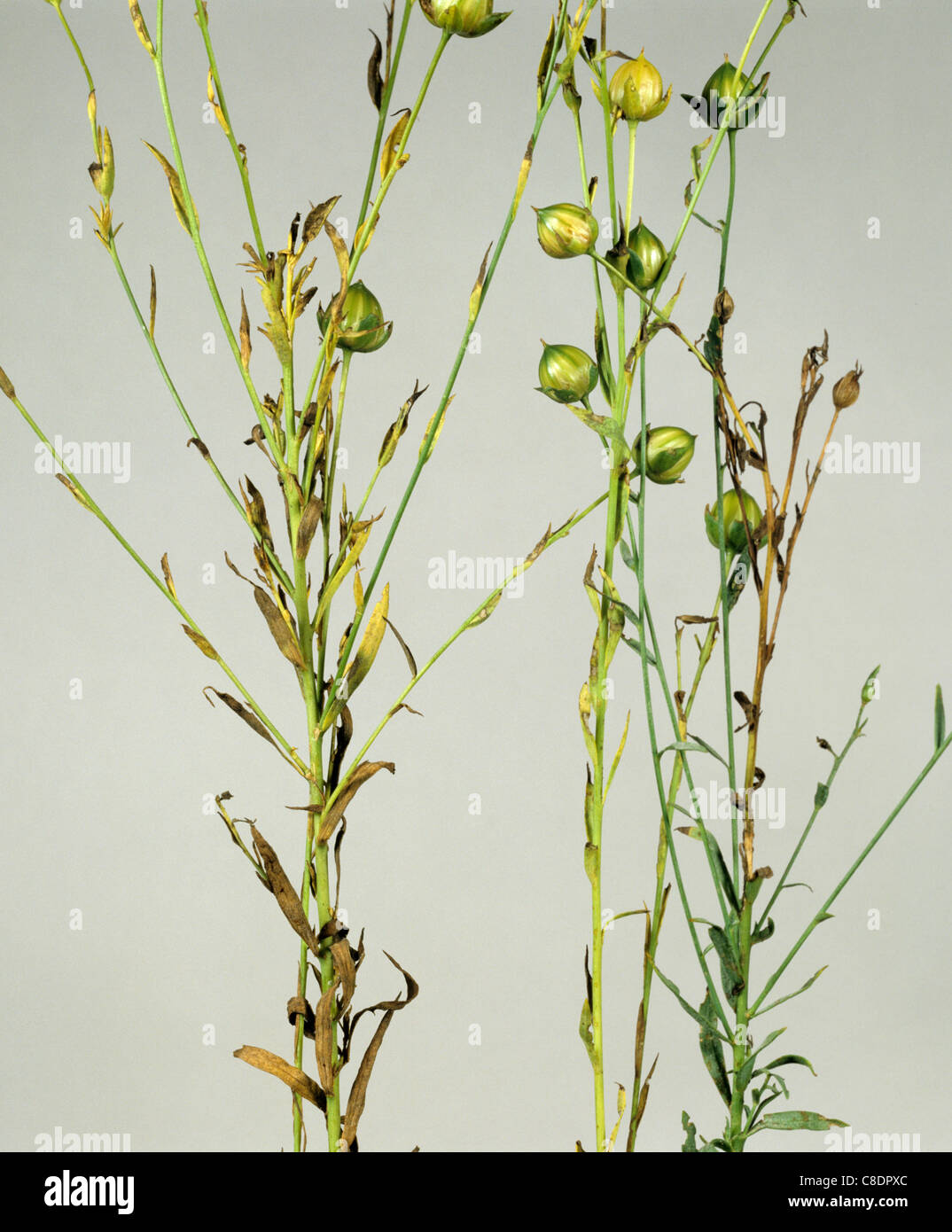 Grey mould (Botrytis cinerea) necrosis on seeding linseed plant Stock ...