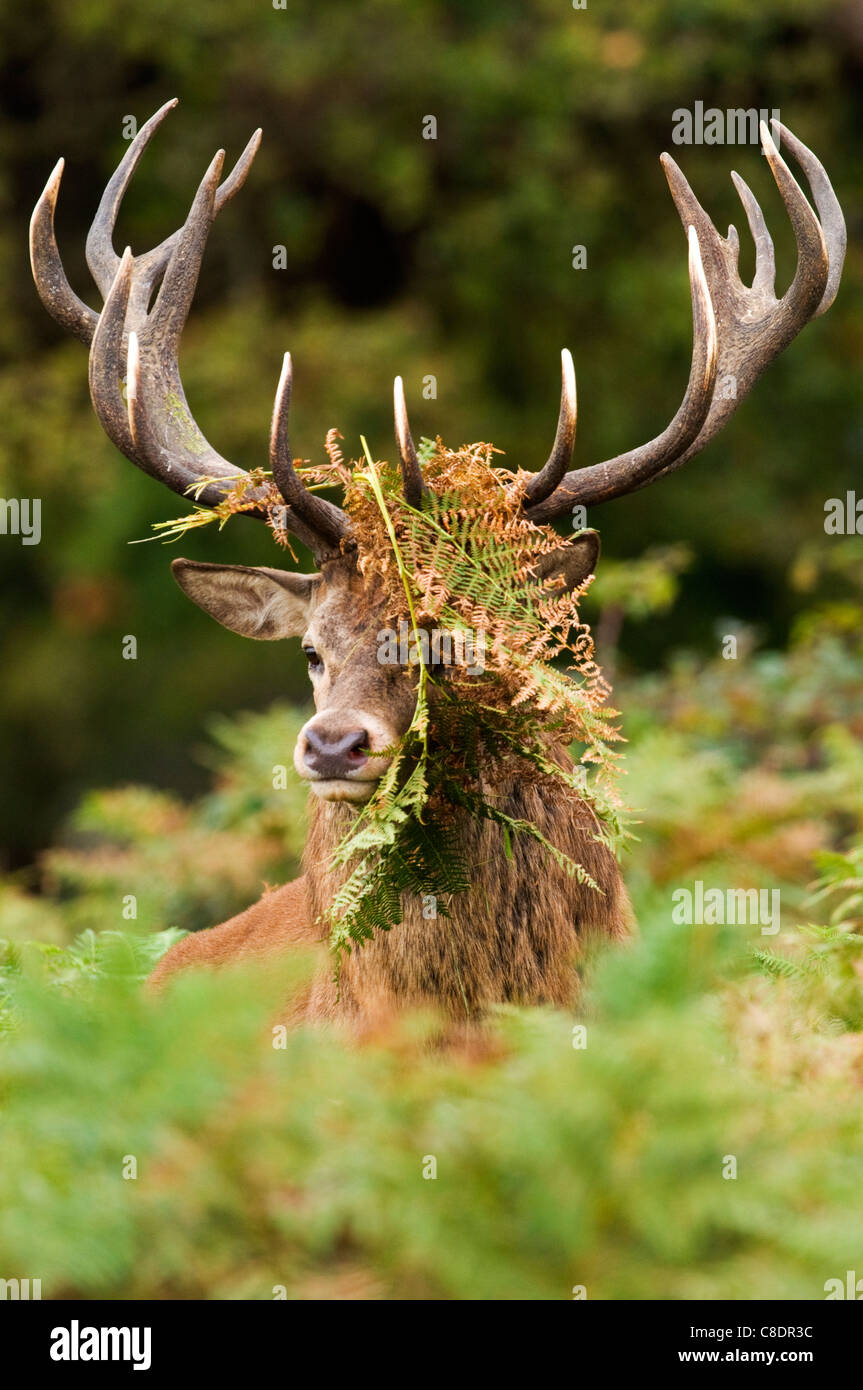 Rutting red deer Stock Photo - Alamy