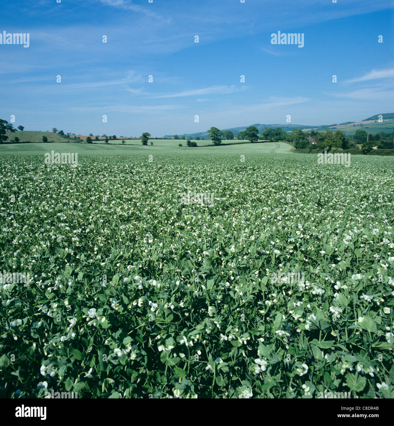 Pea crop hi-res stock photography and images - Alamy