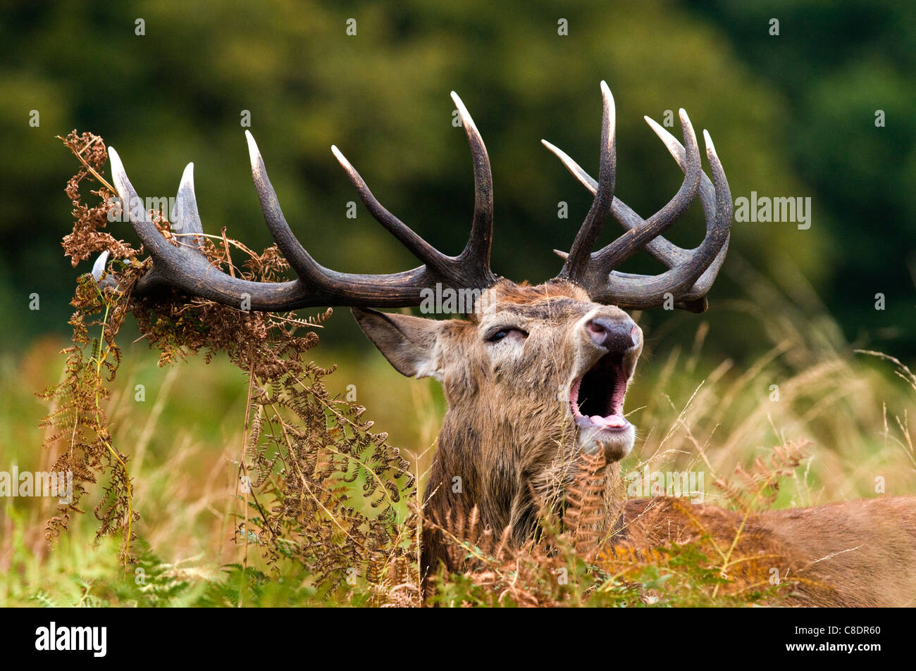 Rutting red deer Stock Photo - Alamy