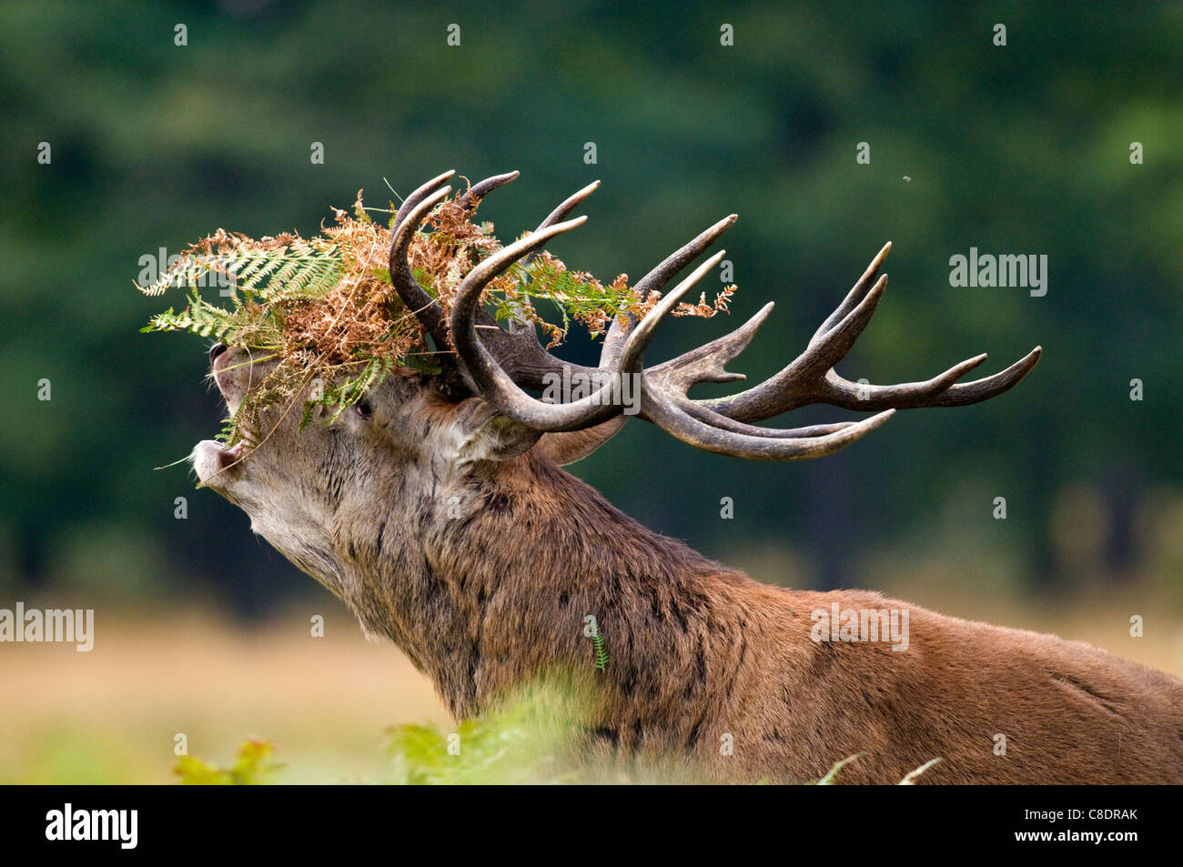 Rutting red deer Stock Photo - Alamy