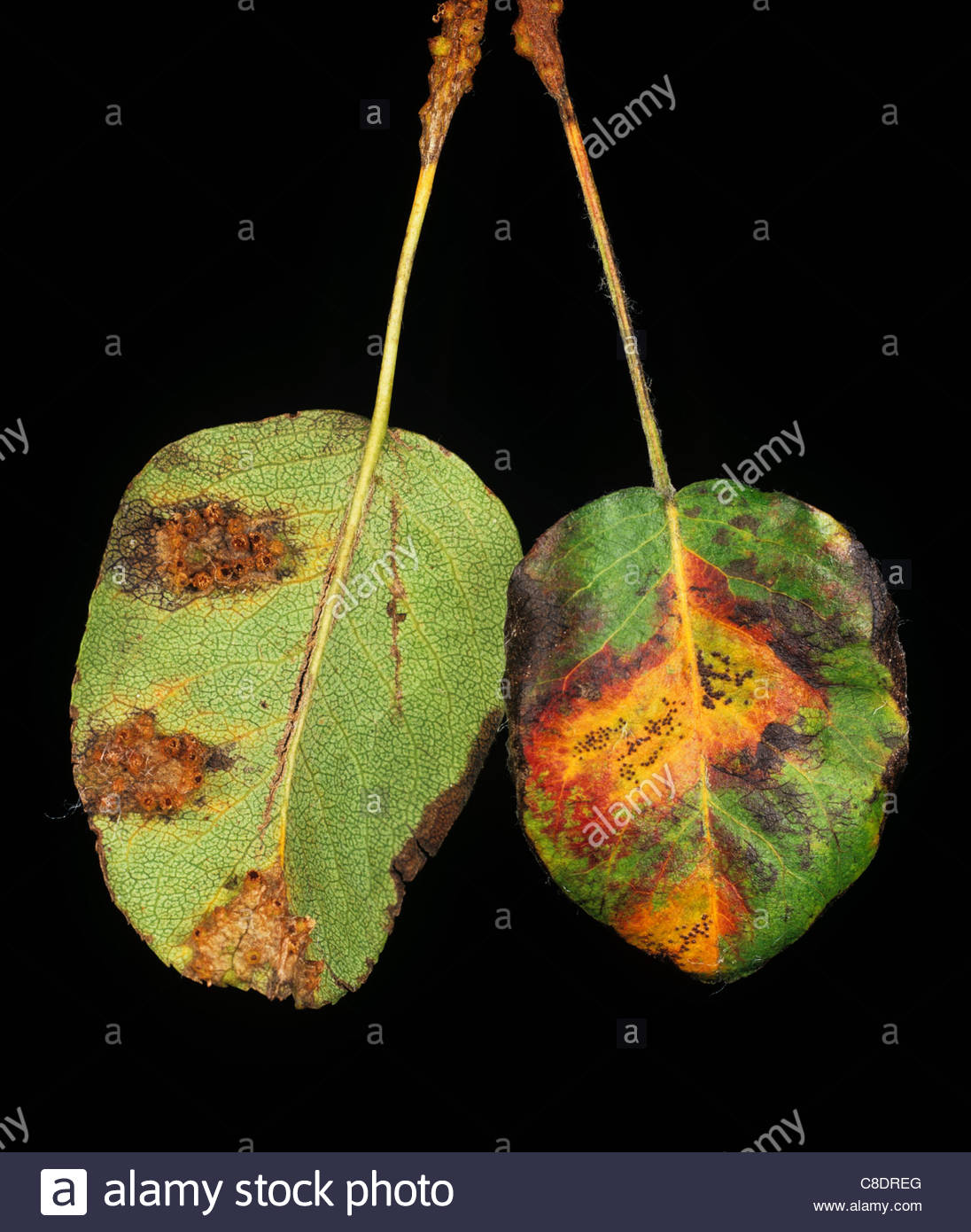 Pear Disease Stock Photos & Pear Disease Stock Images - Alamy