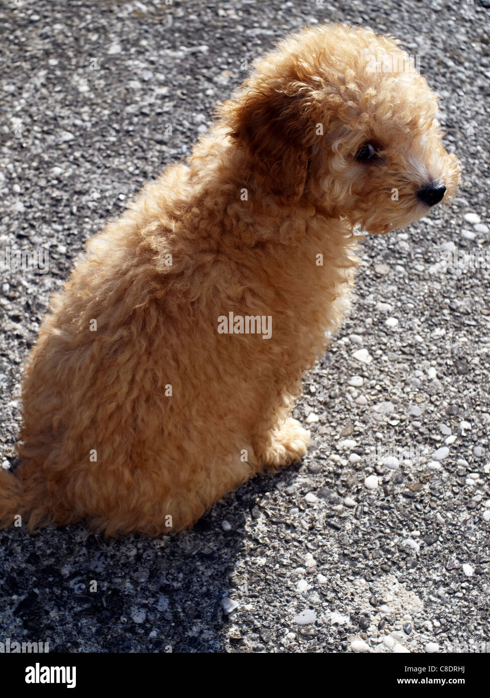 Mini poodle puppet - ten weeks old Stock Photo - Alamy