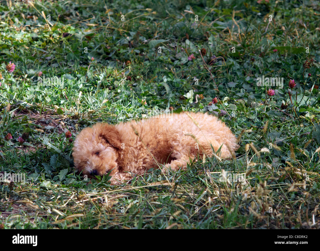 Red miniature poodle puppy hi-res stock photography and images - Alamy
