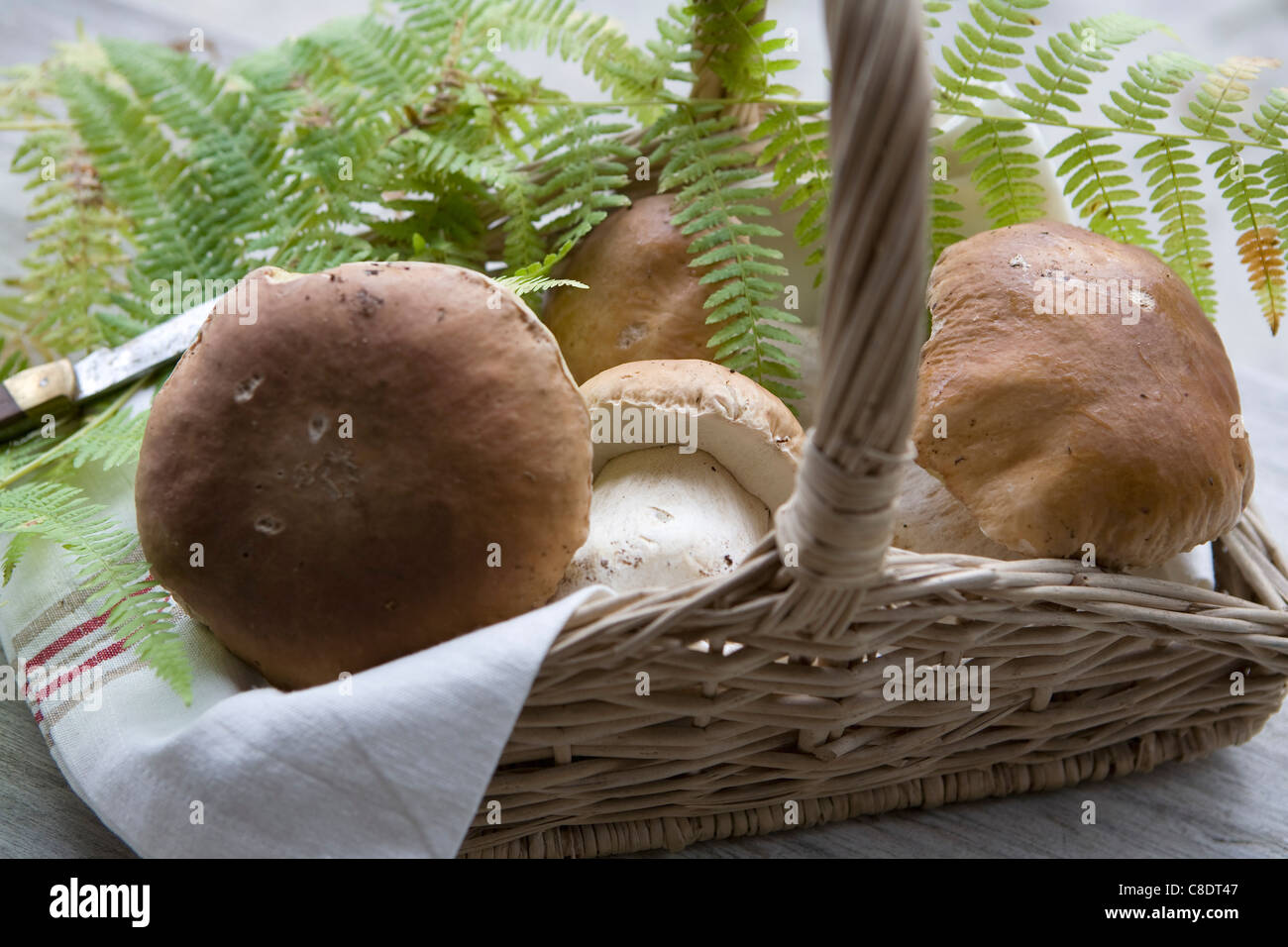 Ceps and knife hi-res stock photography and images - Alamy