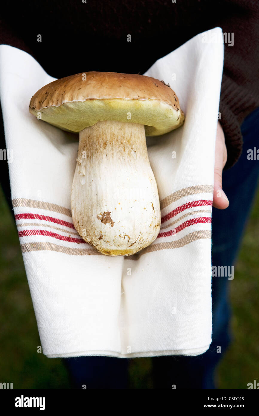 Picking ceps,a cep on a cloth Stock Photo - Alamy