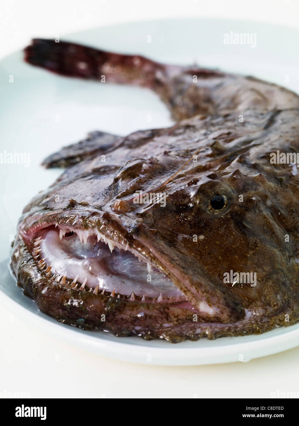 France monkfish hi-res stock photography and images - Alamy