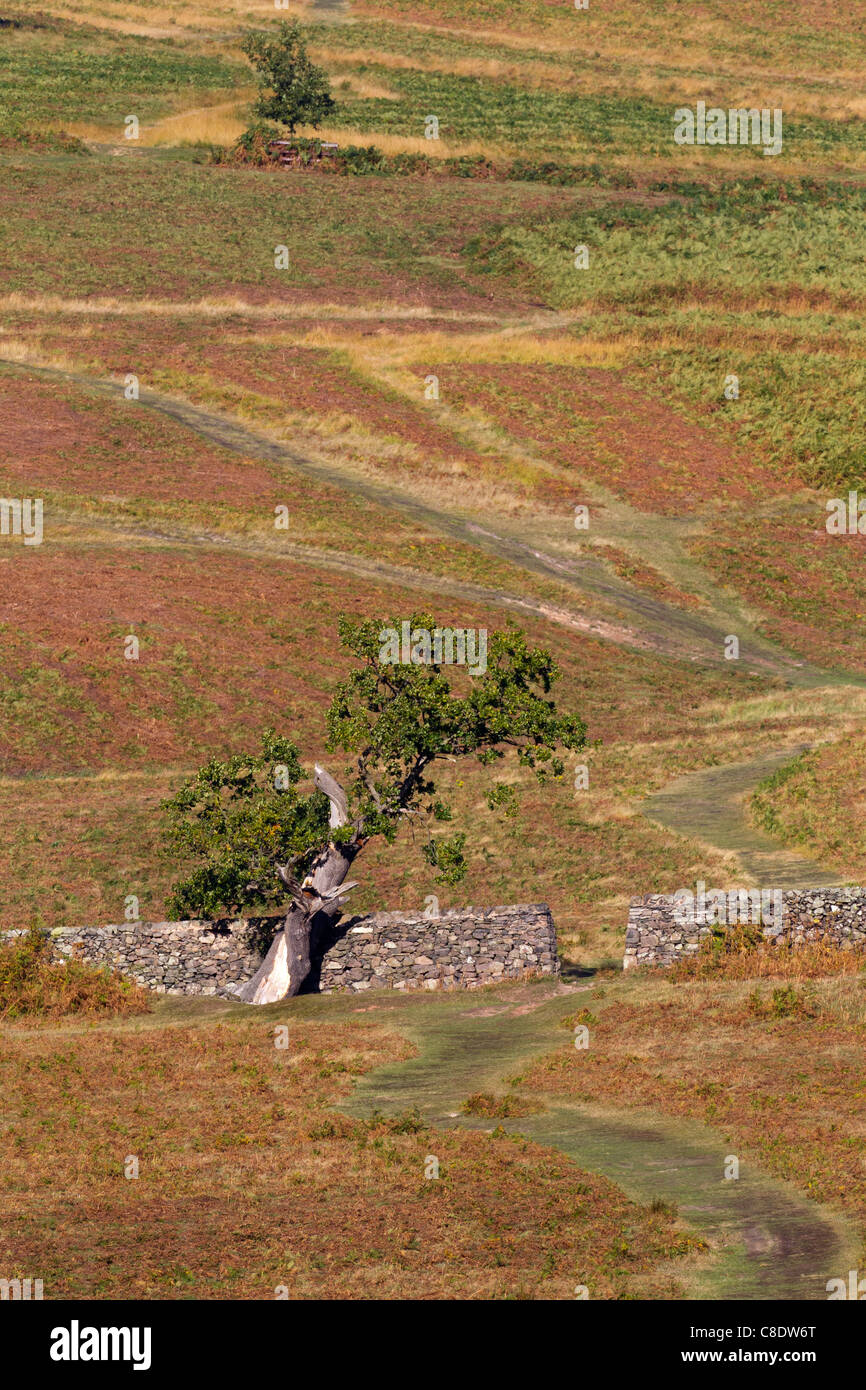 Old Lone Tree Stock Photo - Alamy