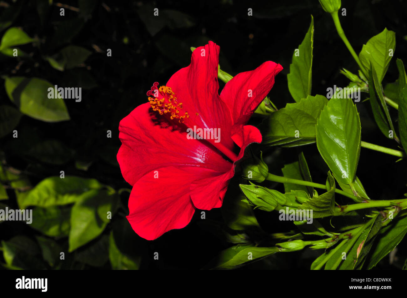 Hybiscus bushes hi-res stock photography and images - Alamy