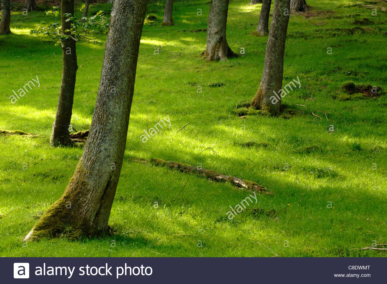 The Dappled Light Of The Sun Stock Photos & The Dappled Light Of The ...