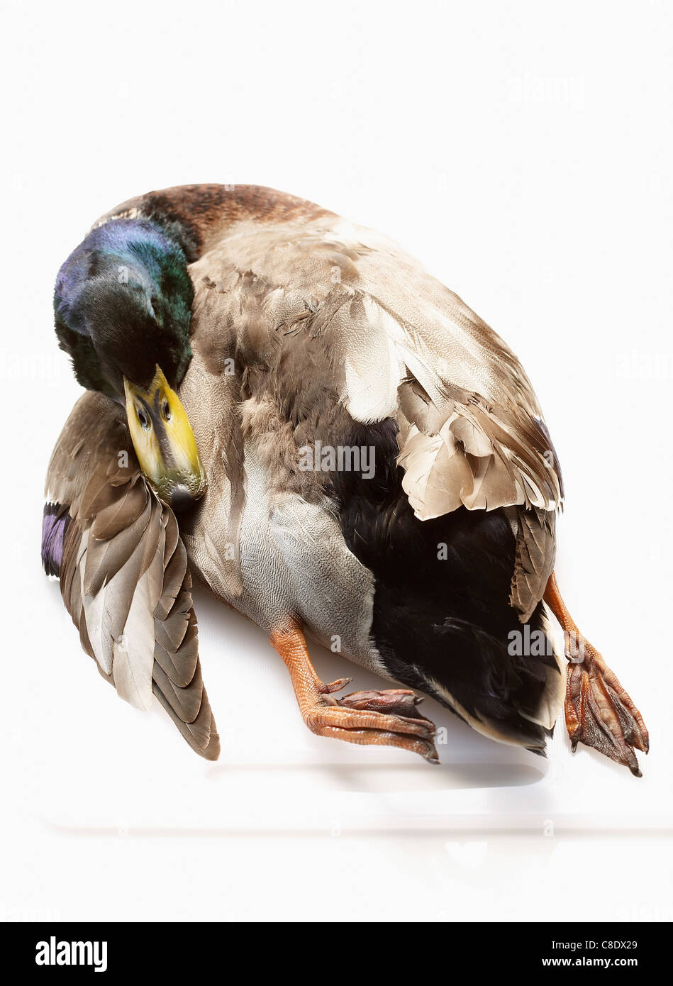 Dead duck hi-res stock photography and images - Alamy