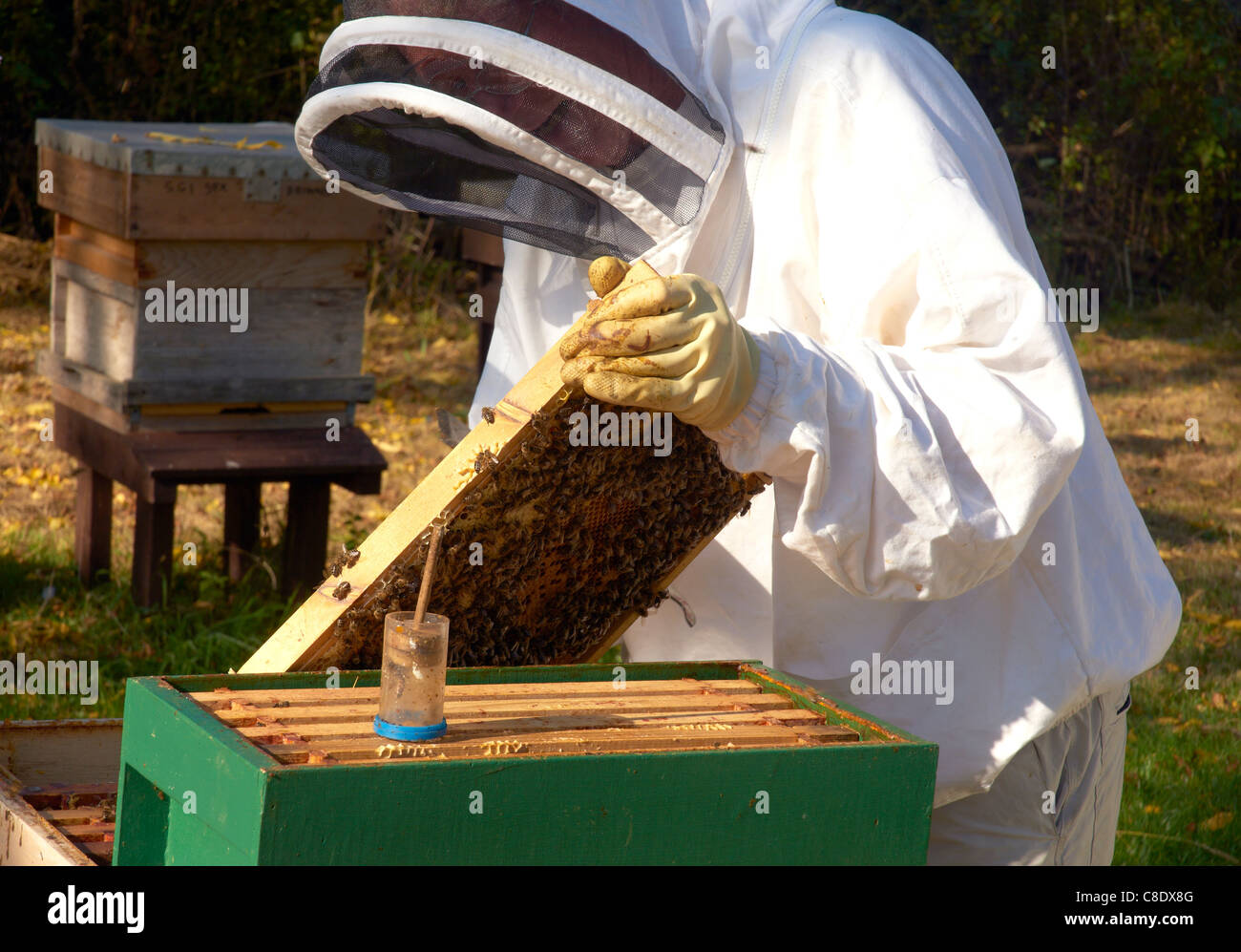 Beekeeper checking the Hives before Winter and finding the Queen, UK ...