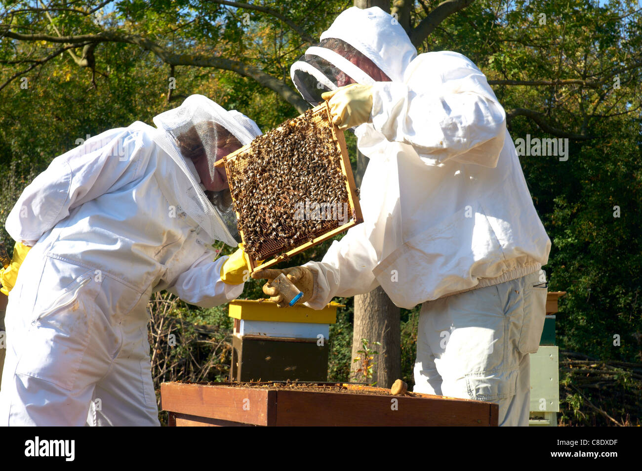 Beekeepers hi-res stock photography and images - Alamy