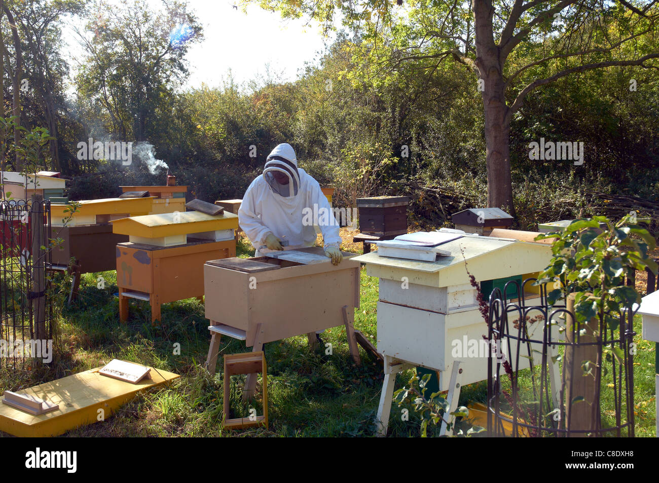 Beekeeper looking after Hives, UK Stock Photo - Alamy