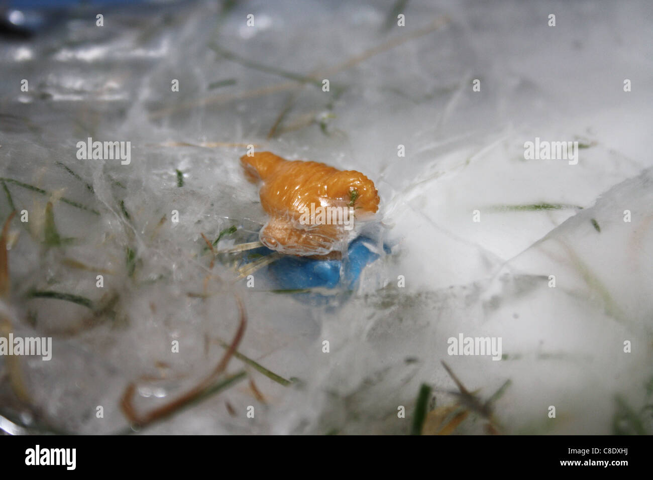 Teddy bear trapped hi-res stock photography and images - Alamy