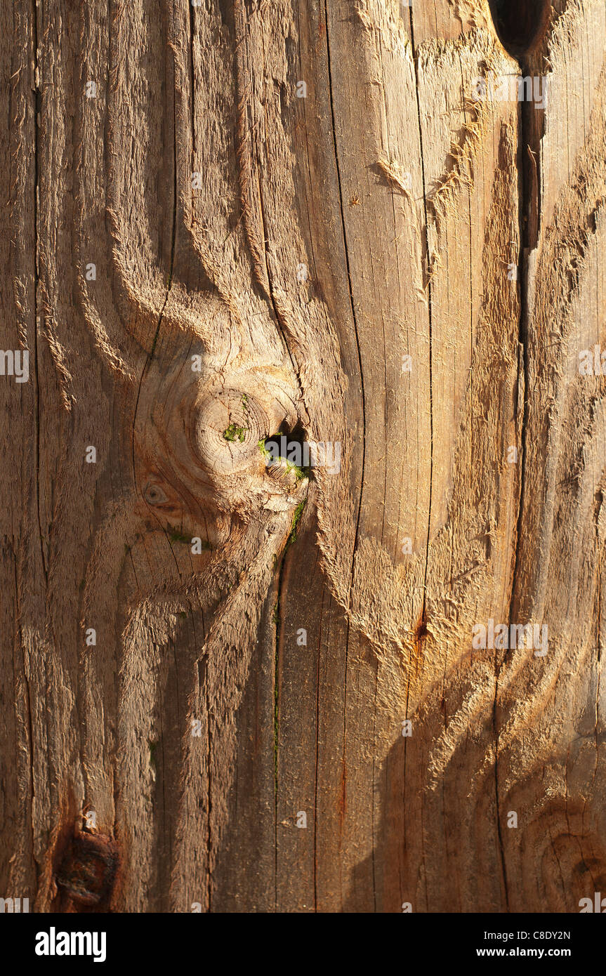 Spruce oak hi-res stock photography and images - Alamy