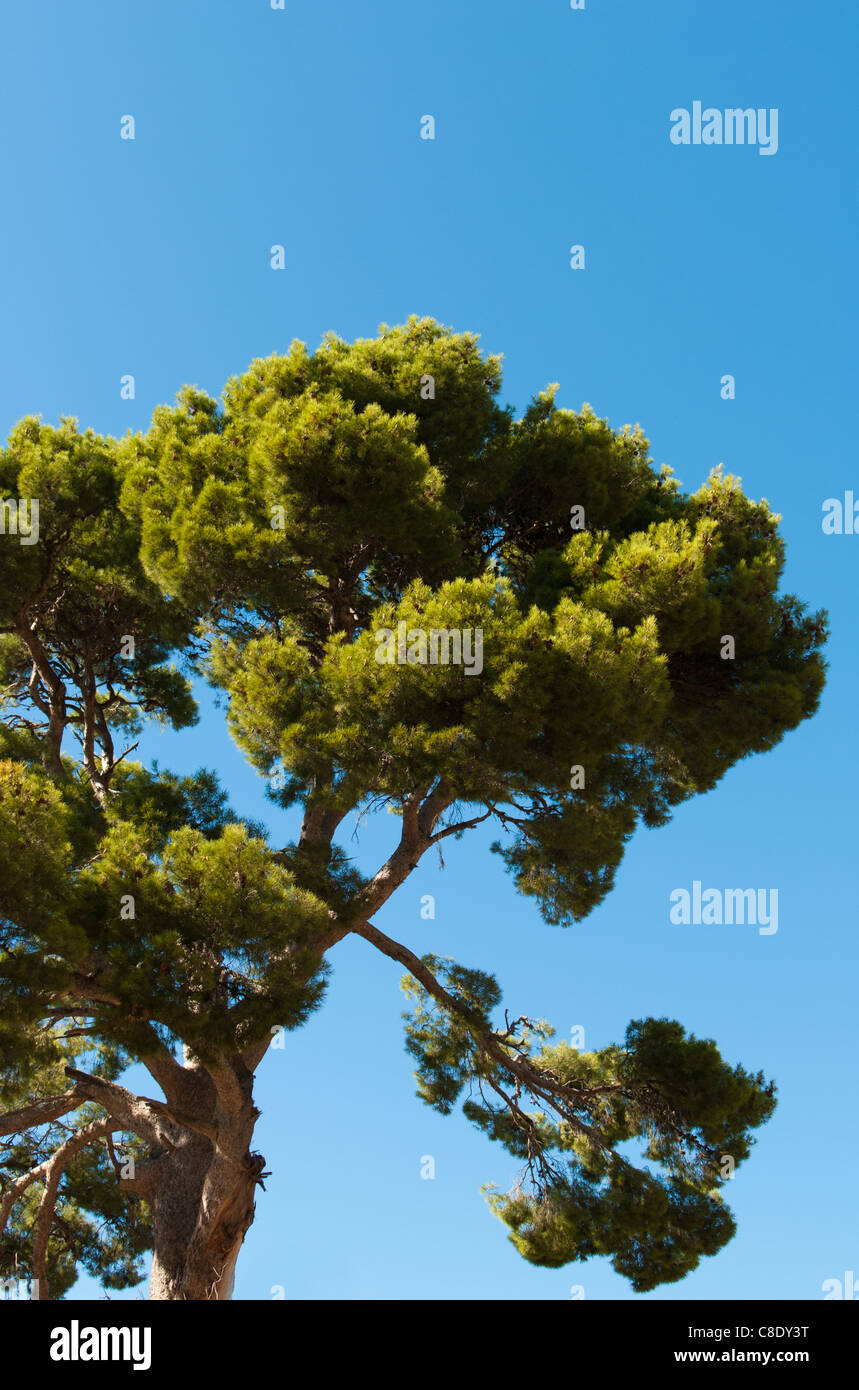 Detail take of a massive old Mediterranean pine tree Stock Photo - Alamy
