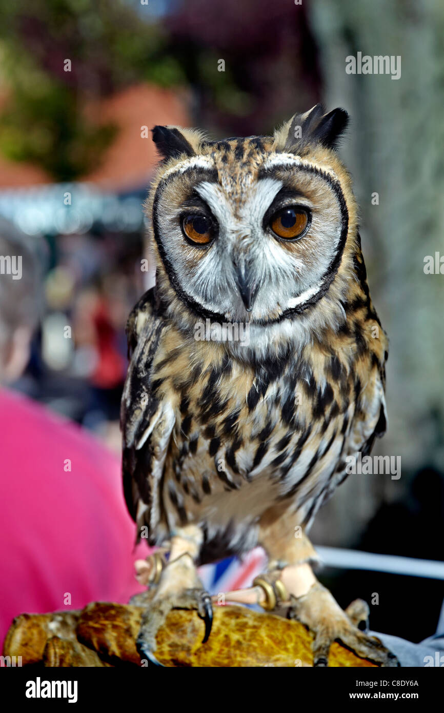 Striped Owl High Resolution Stock Photography and Images - Alamy