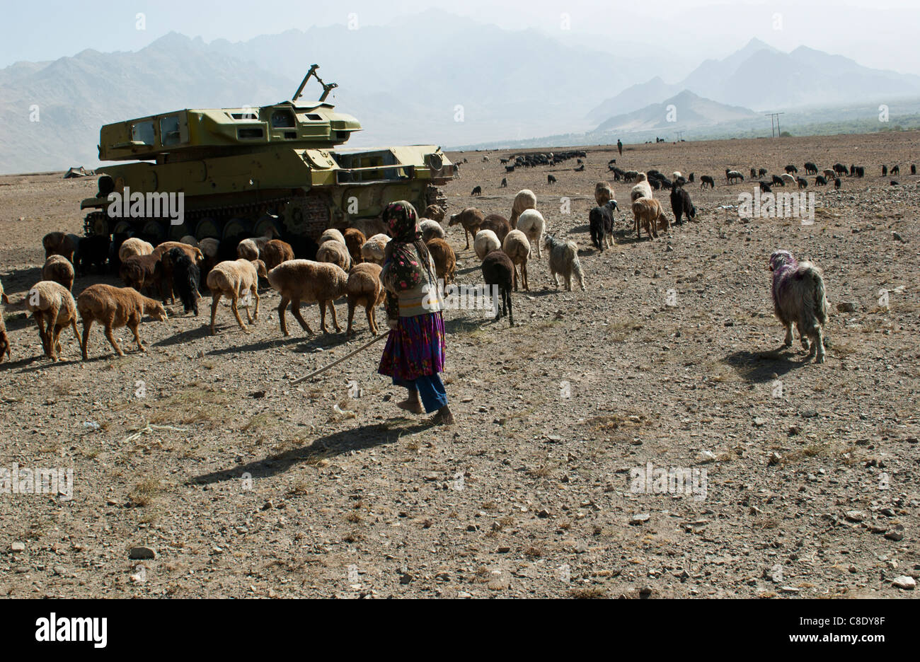 A young girl herds sheep past abandoned Soviet era armoured vehicles ...