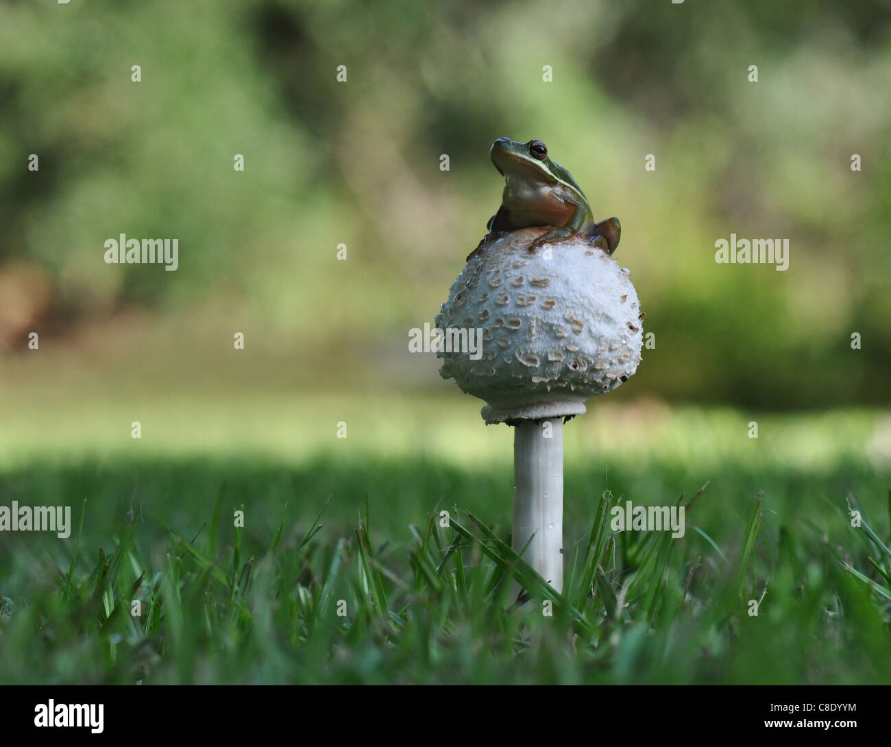 Toadstool frog hi-res stock photography and images - Alamy