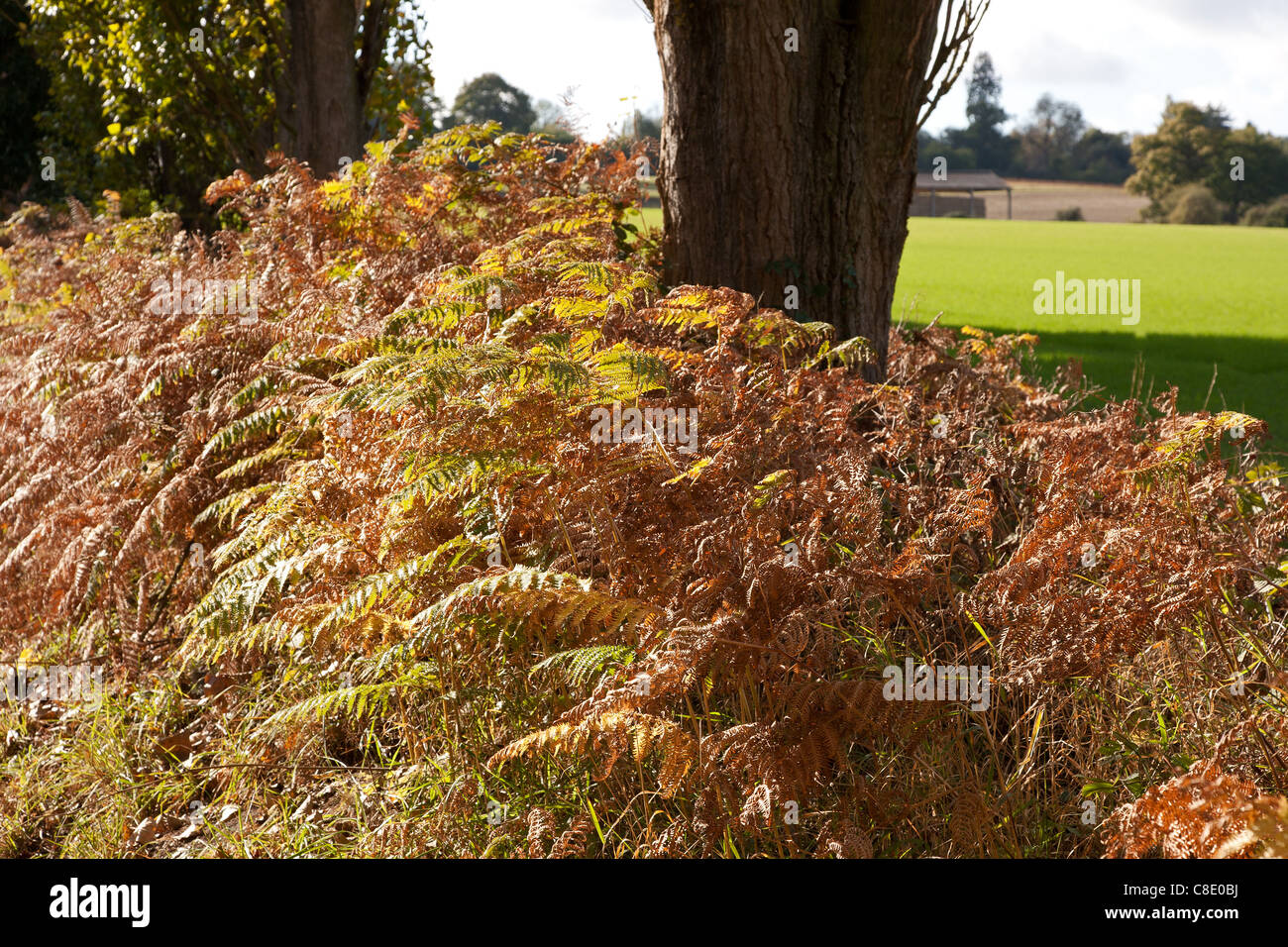 Brown bracken and grass hi-res stock photography and images - Alamy
