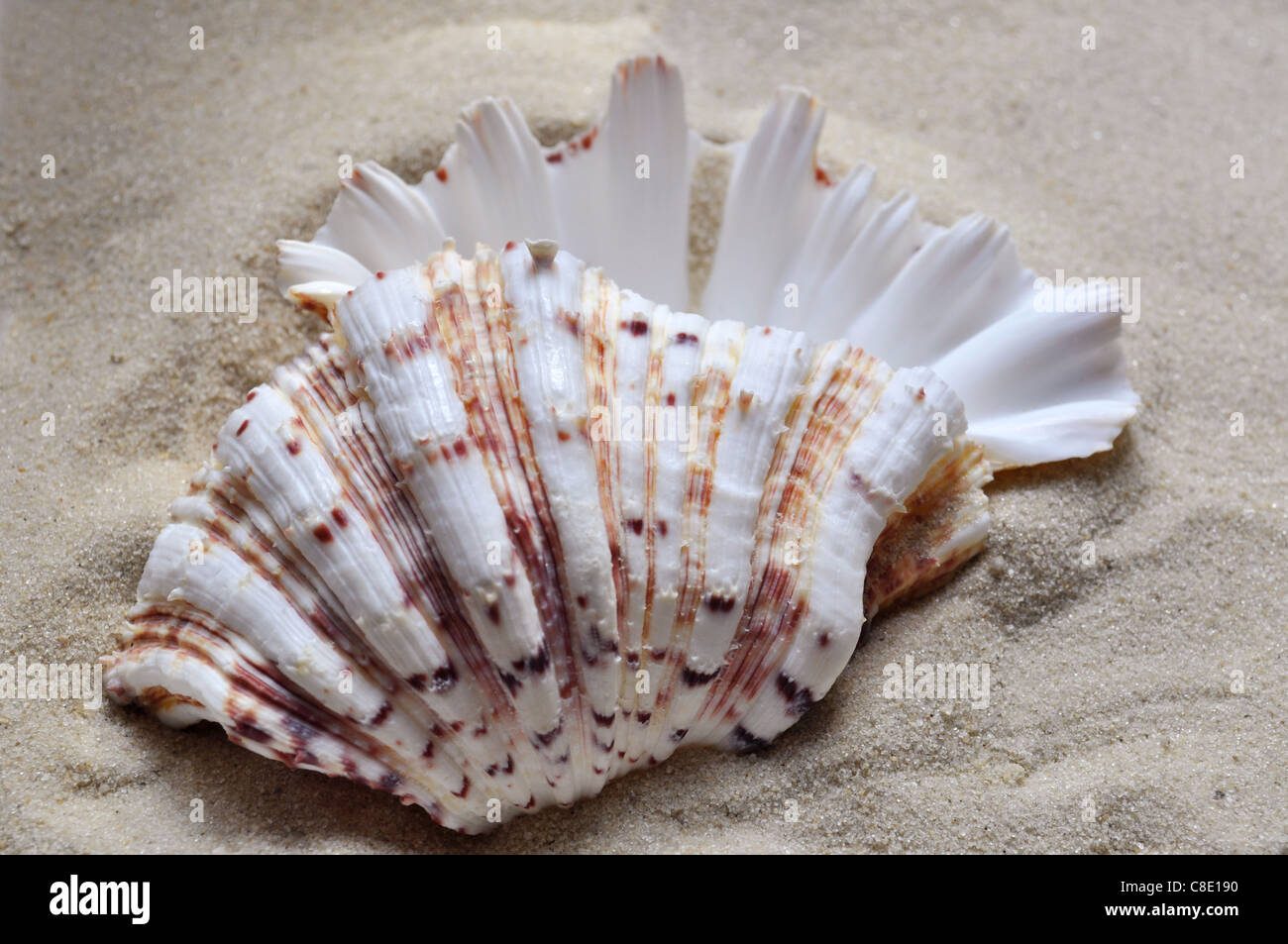 Beautiful seashell on sand background Stock Photo - Alamy