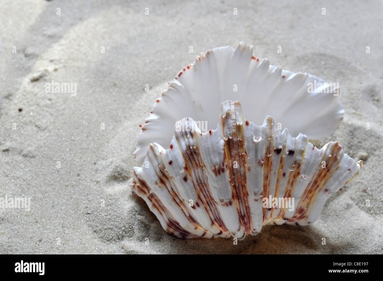Beautiful seashell on sand background Stock Photo - Alamy
