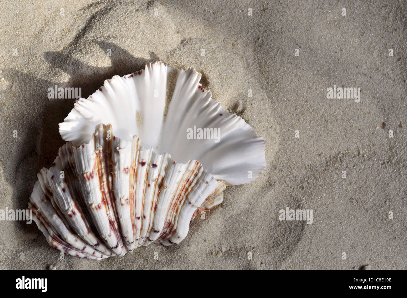 Stripped sea shell hi-res stock photography and images - Alamy