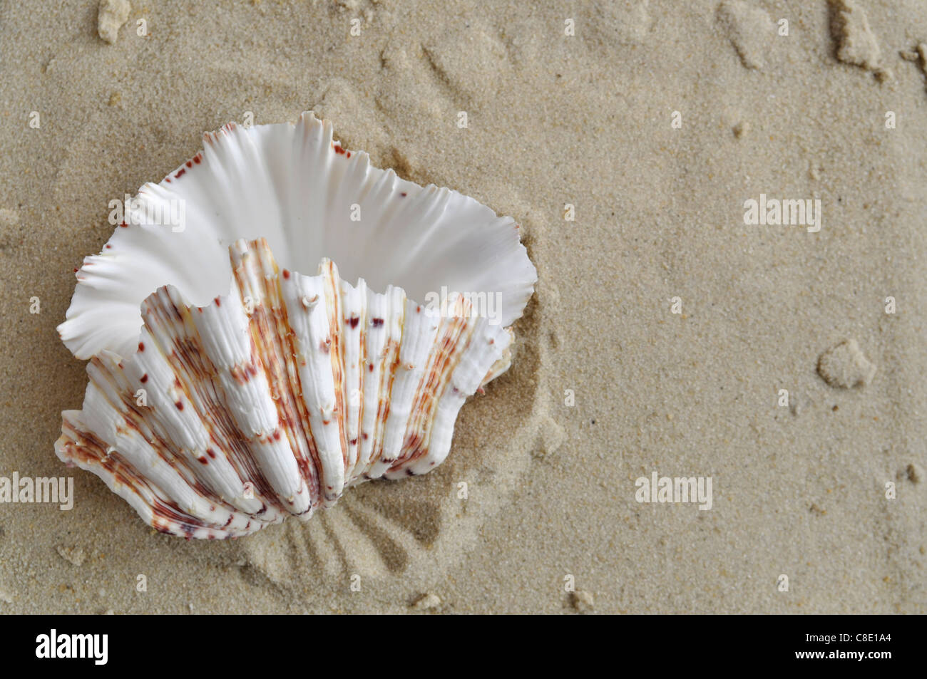 Beautiful seashell on sand background Stock Photo - Alamy
