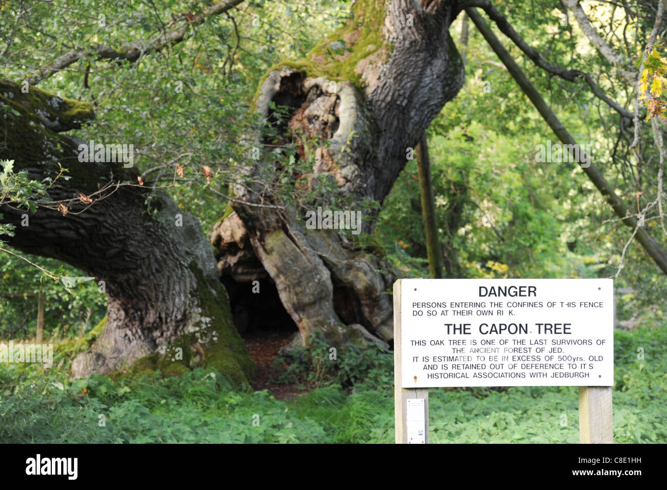 Capon tree, oak, borders hi-res stock photography and images - Alamy