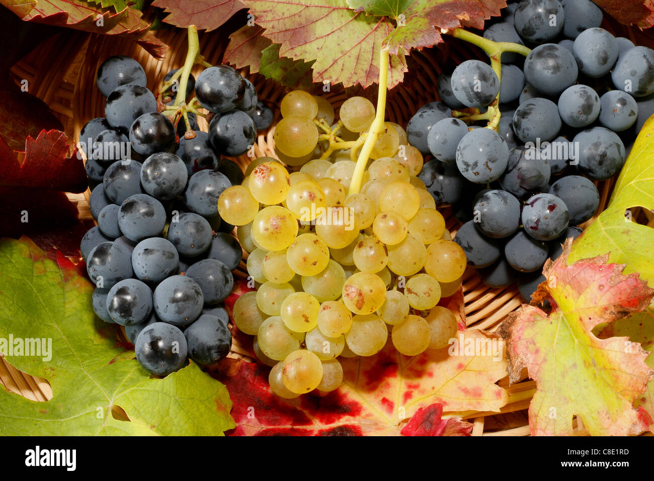 Still life, grapes Stock Photo - Alamy