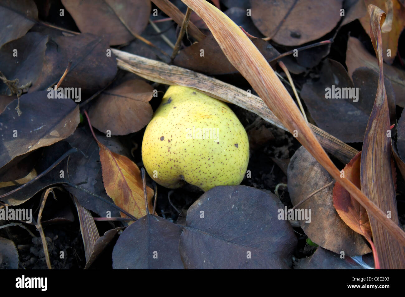 Pear ground hi-res stock photography and images - Alamy