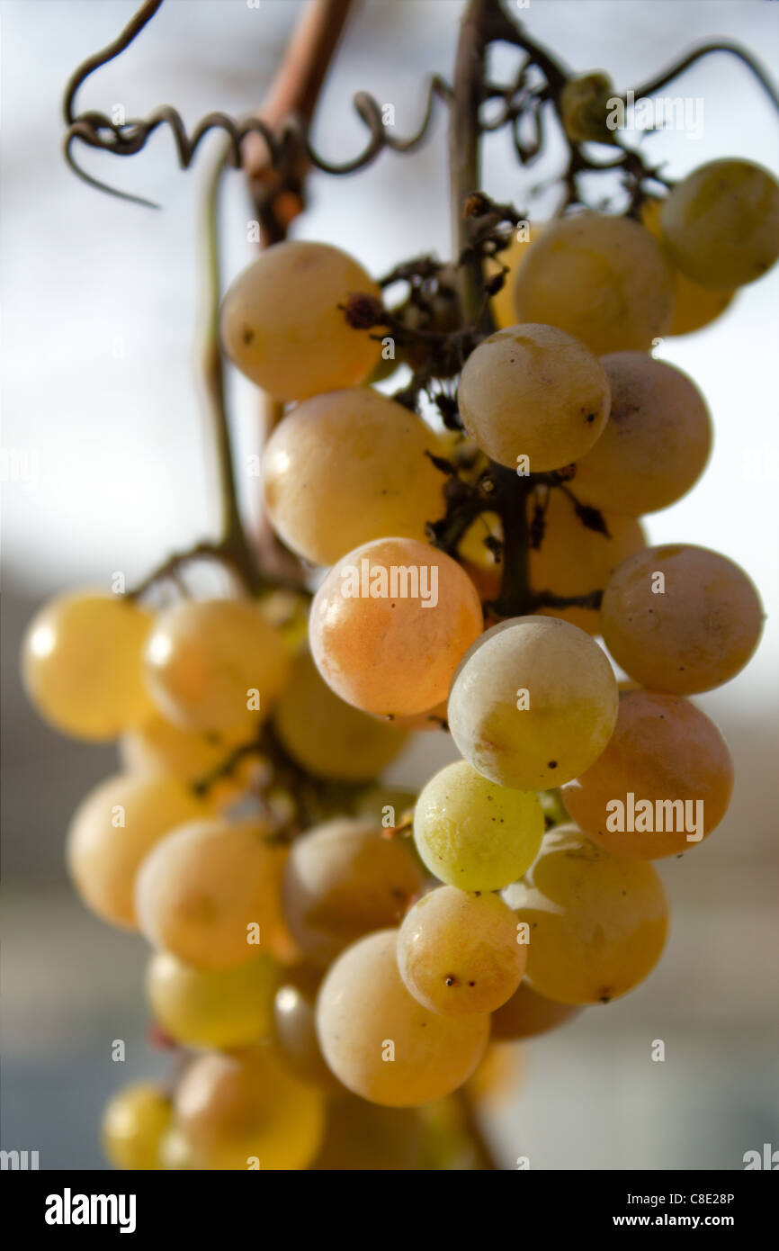 Bunch of grapes Stock Photo - Alamy