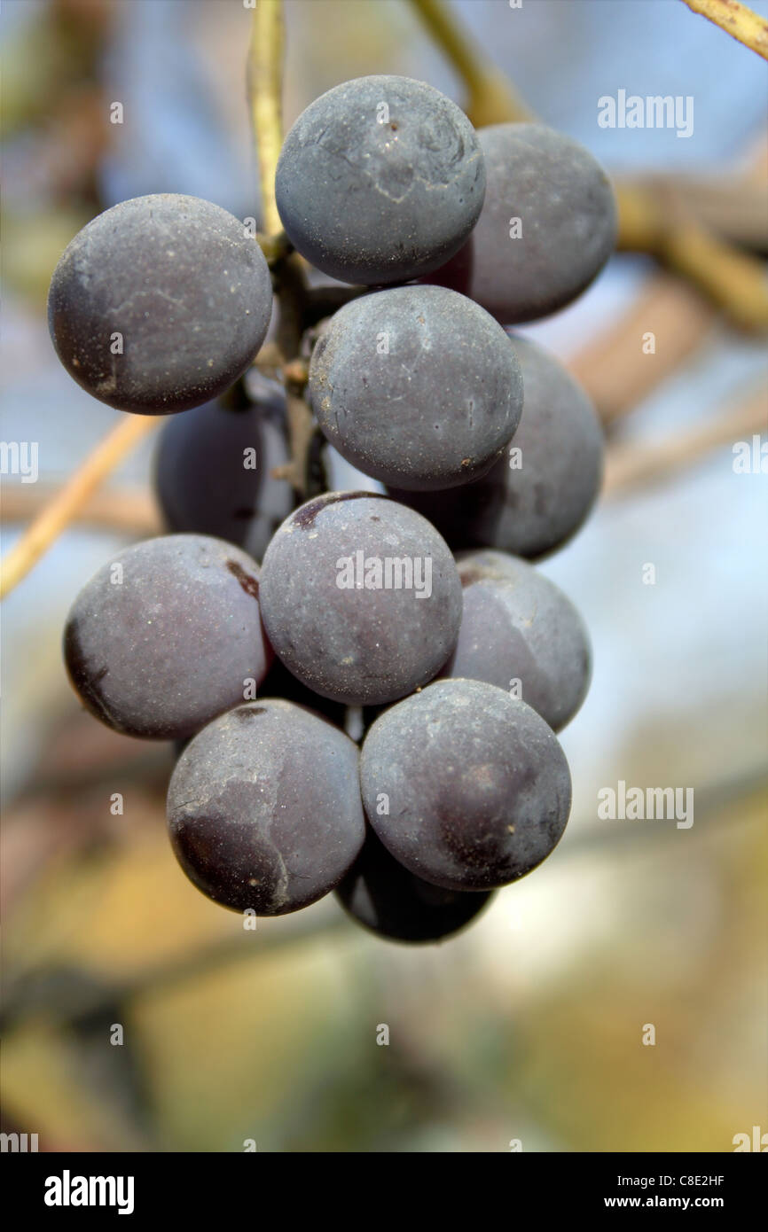 Bunch of grapes Stock Photo - Alamy