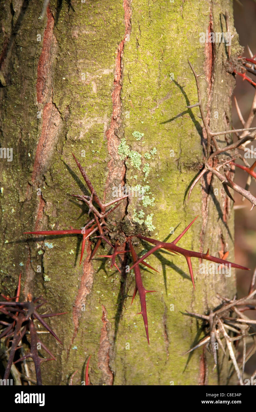 The spines on the trunk of a tree Stock Photo - Alamy