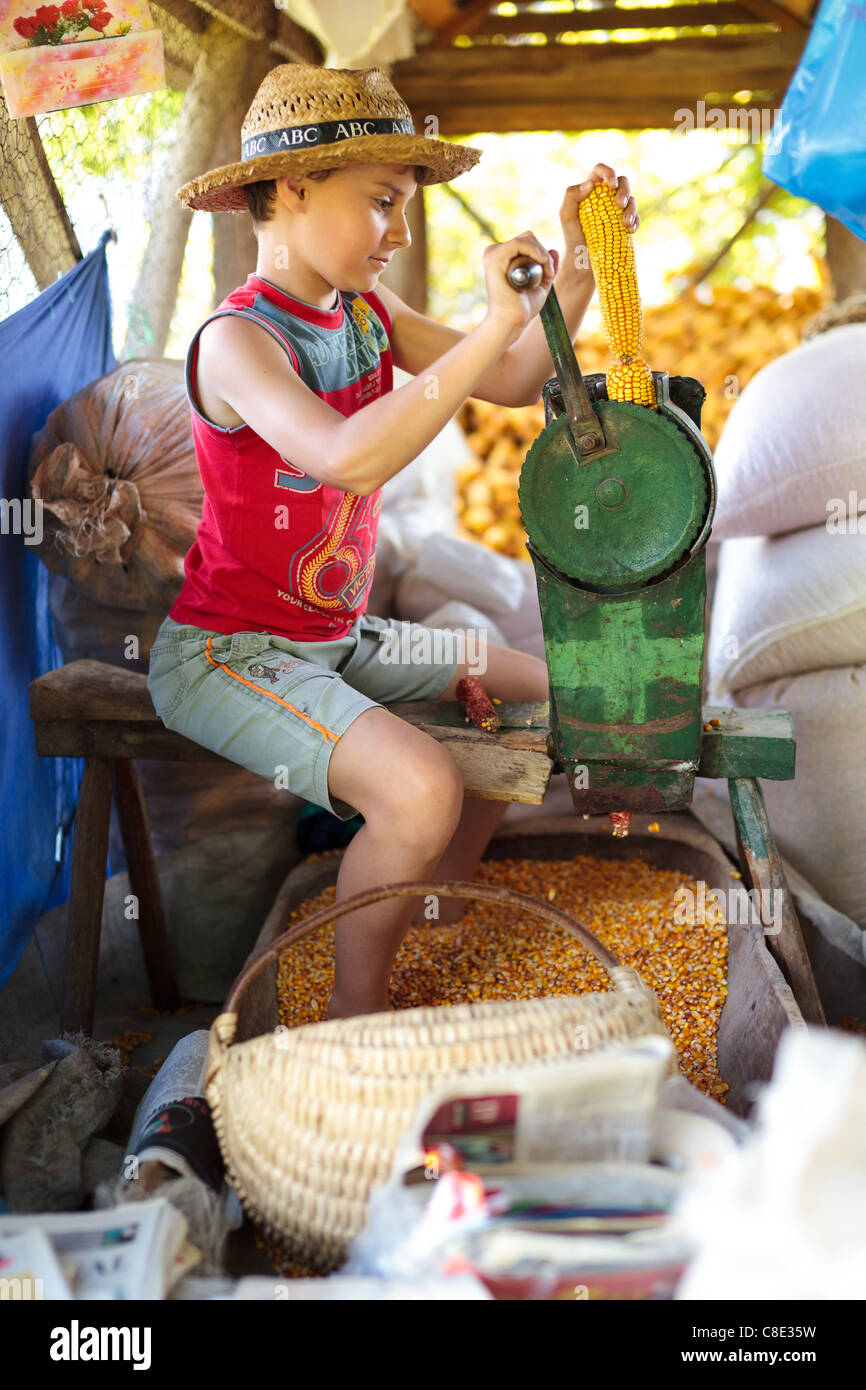 Boy processing corn by hand in the summer holiday Stock Photo - Alamy