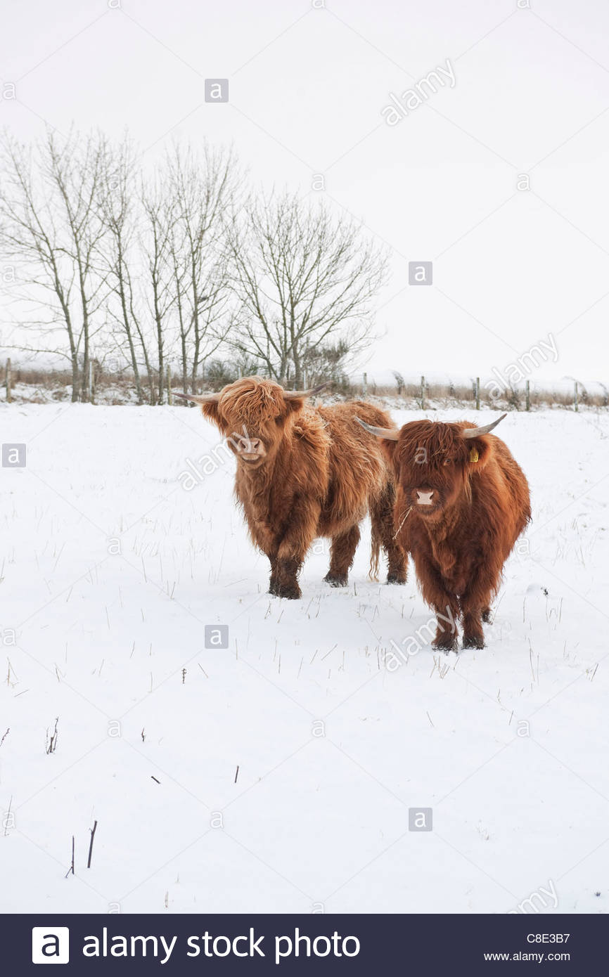 Highland Cattle Snow Stock Photos & Highland Cattle Snow Stock Images ...