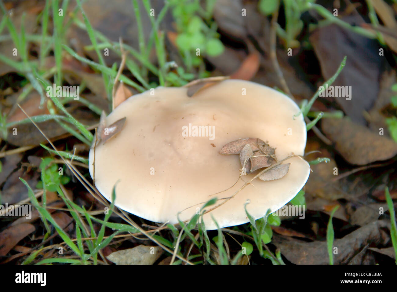 Edge brown mushroom growing hi-res stock photography and images - Alamy