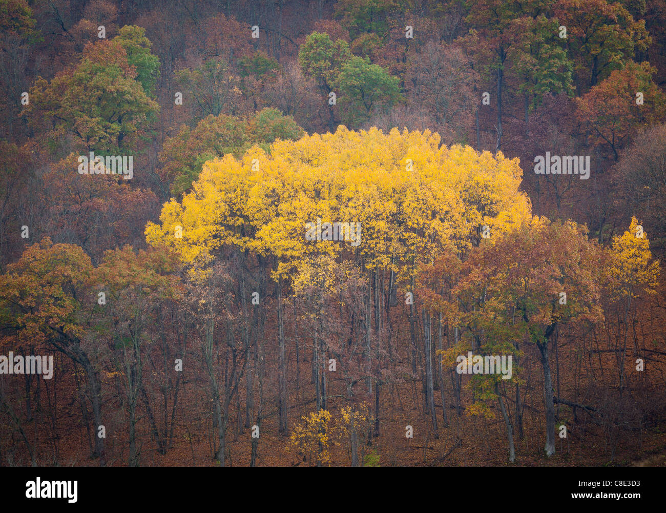 Deciduous autumn trees hi-res stock photography and images - Alamy