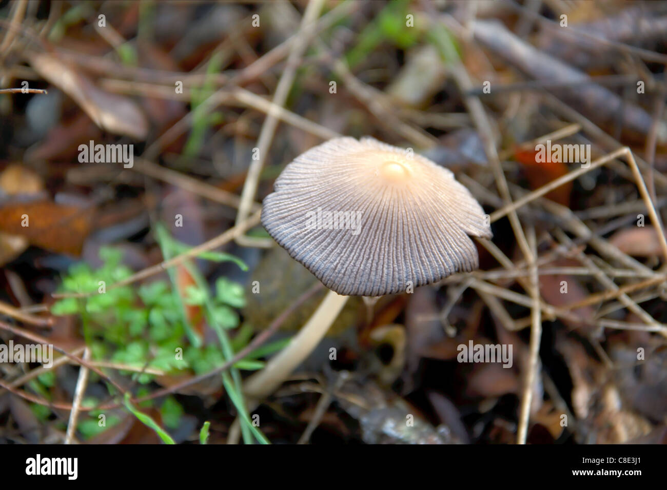Edge brown mushroom growing hi-res stock photography and images - Alamy
