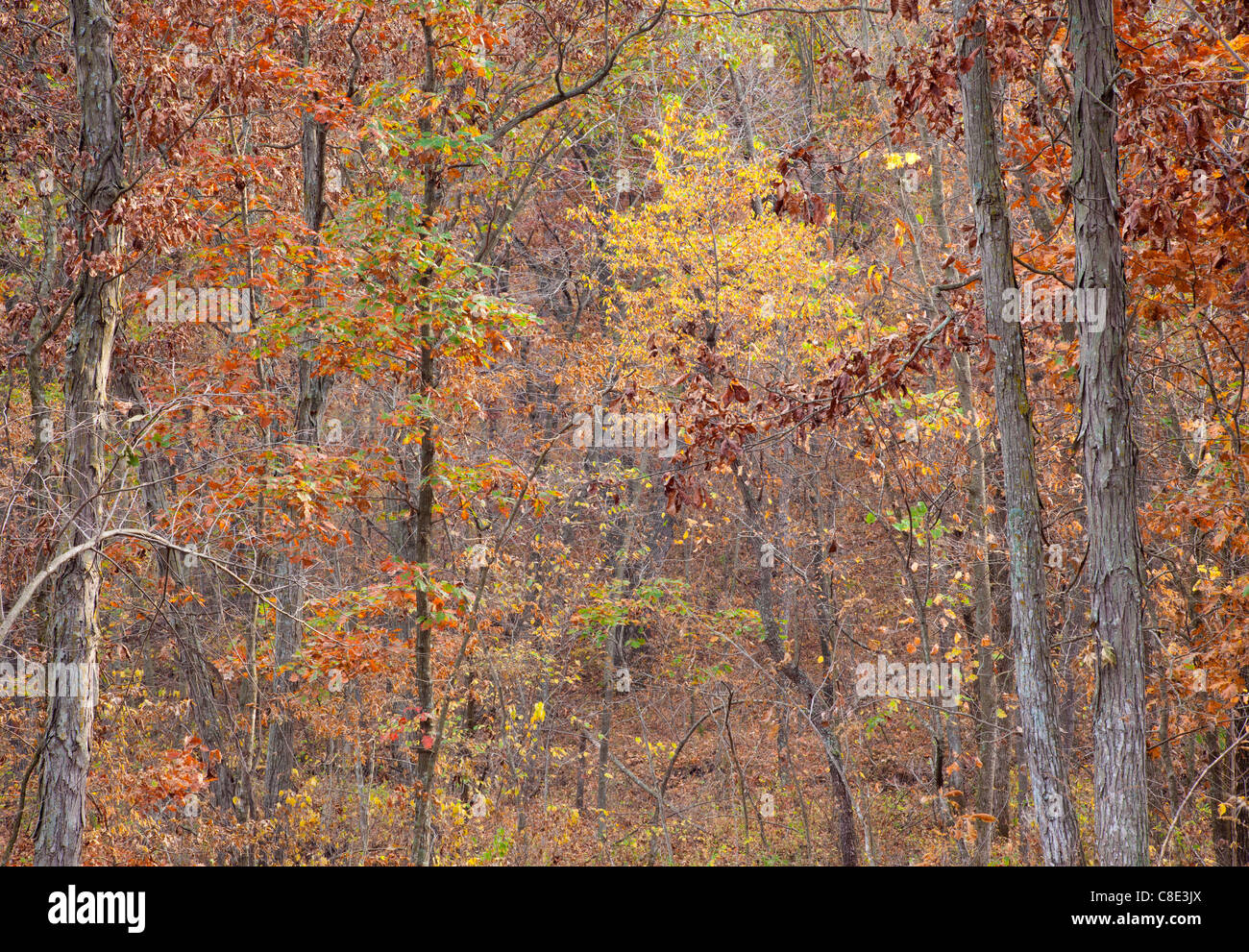 oak-hickory forest in autumn, Stephens State Forest, Woodburn Unit ...