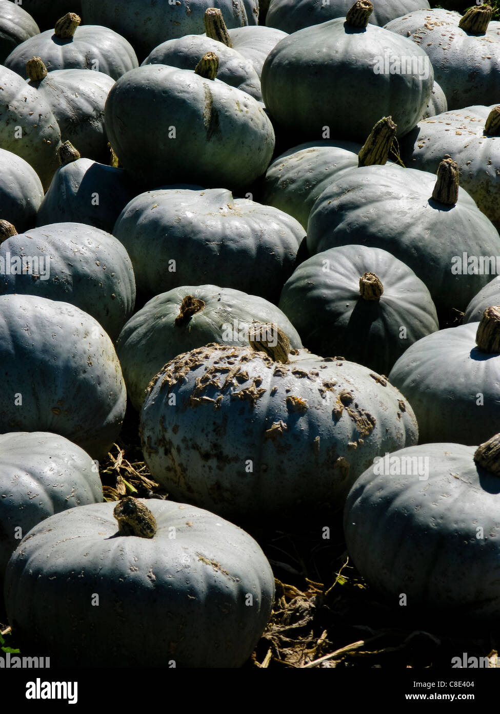 Oxnard california fruit hi-res stock photography and images - Alamy