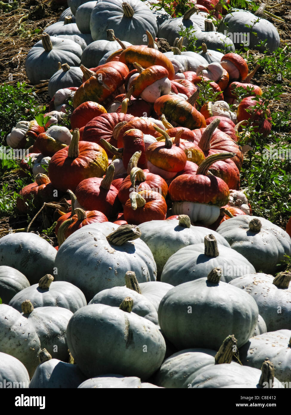 Oxnard california fruit hi-res stock photography and images - Alamy