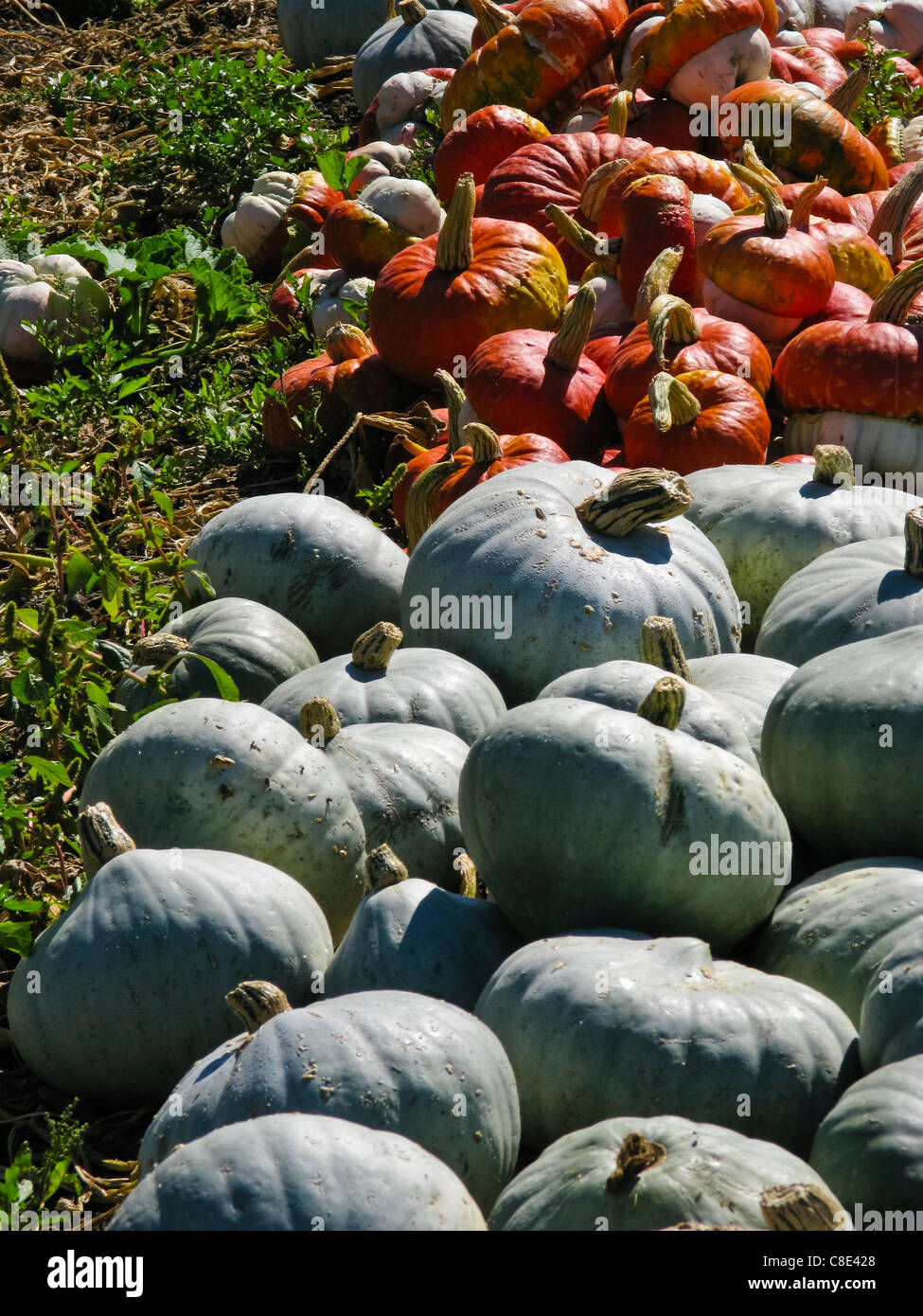 Oxnard california fruit hi-res stock photography and images - Alamy