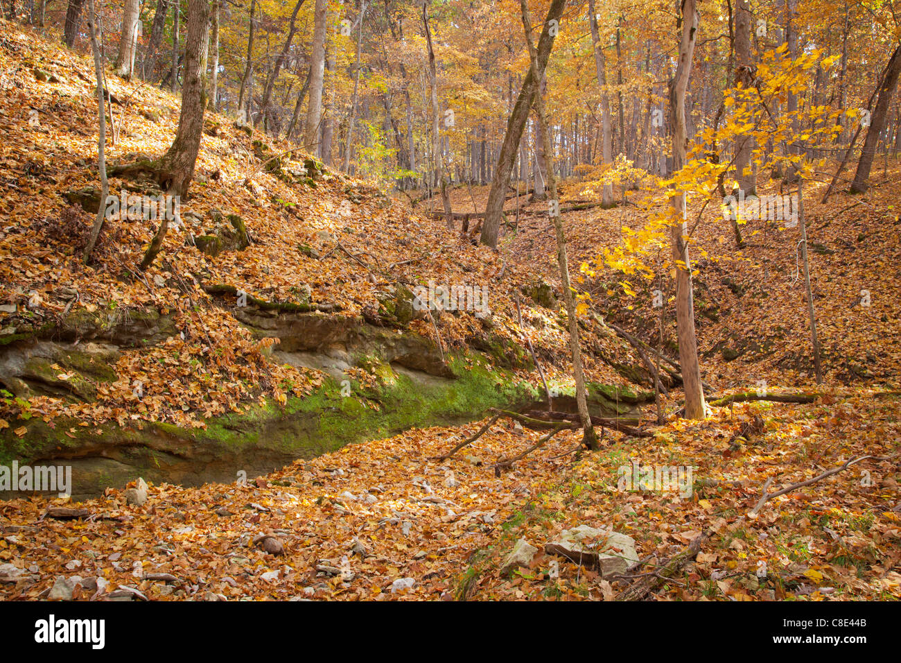 Lacey keosauqua state park hi-res stock photography and images - Alamy