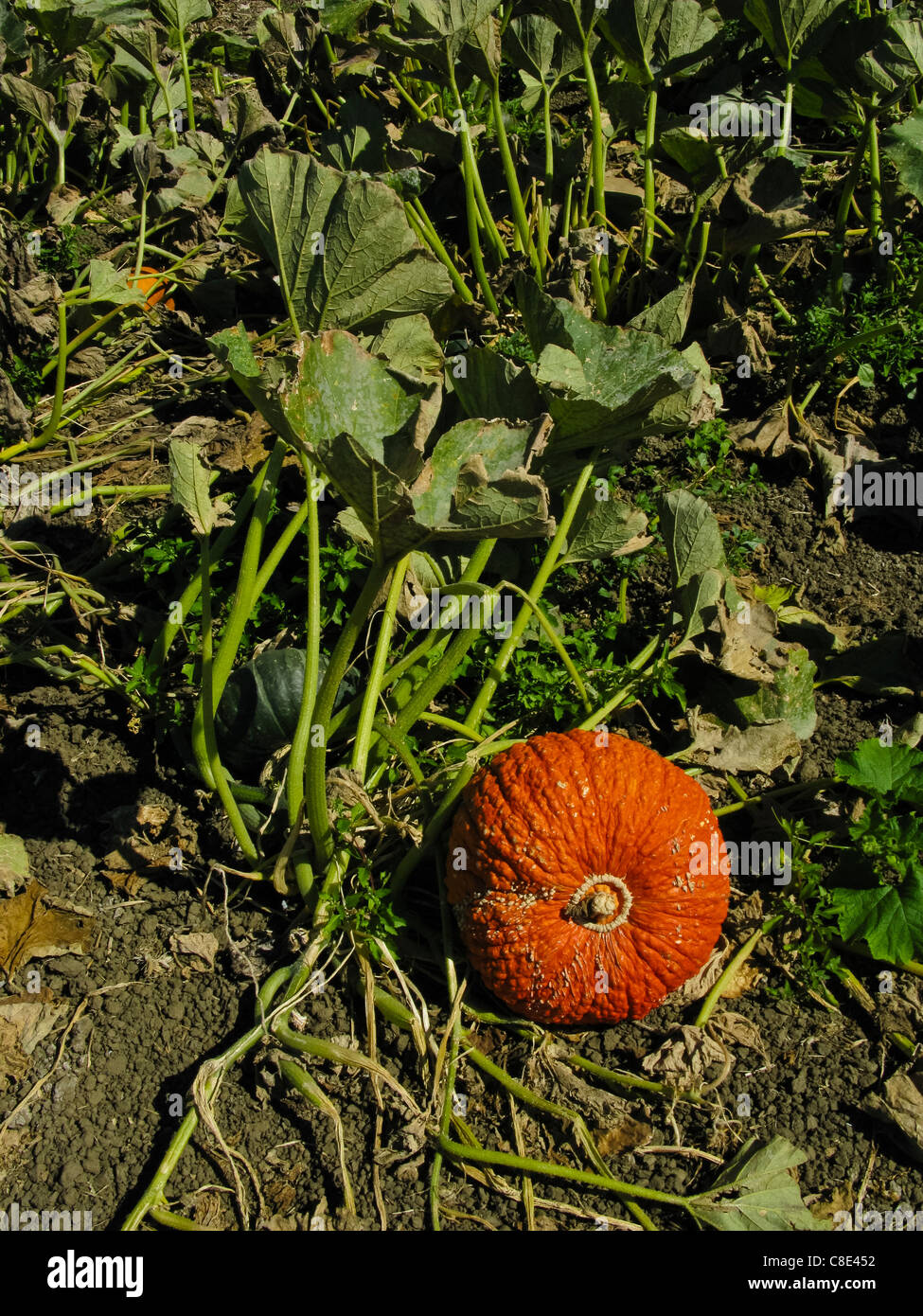 Oxnard california fruit hi-res stock photography and images - Alamy