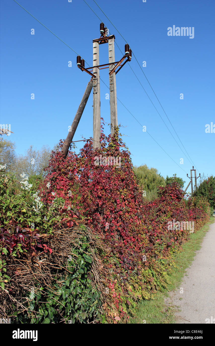 Pylons covered in foliage with autumn colours, The Lea Valley ...