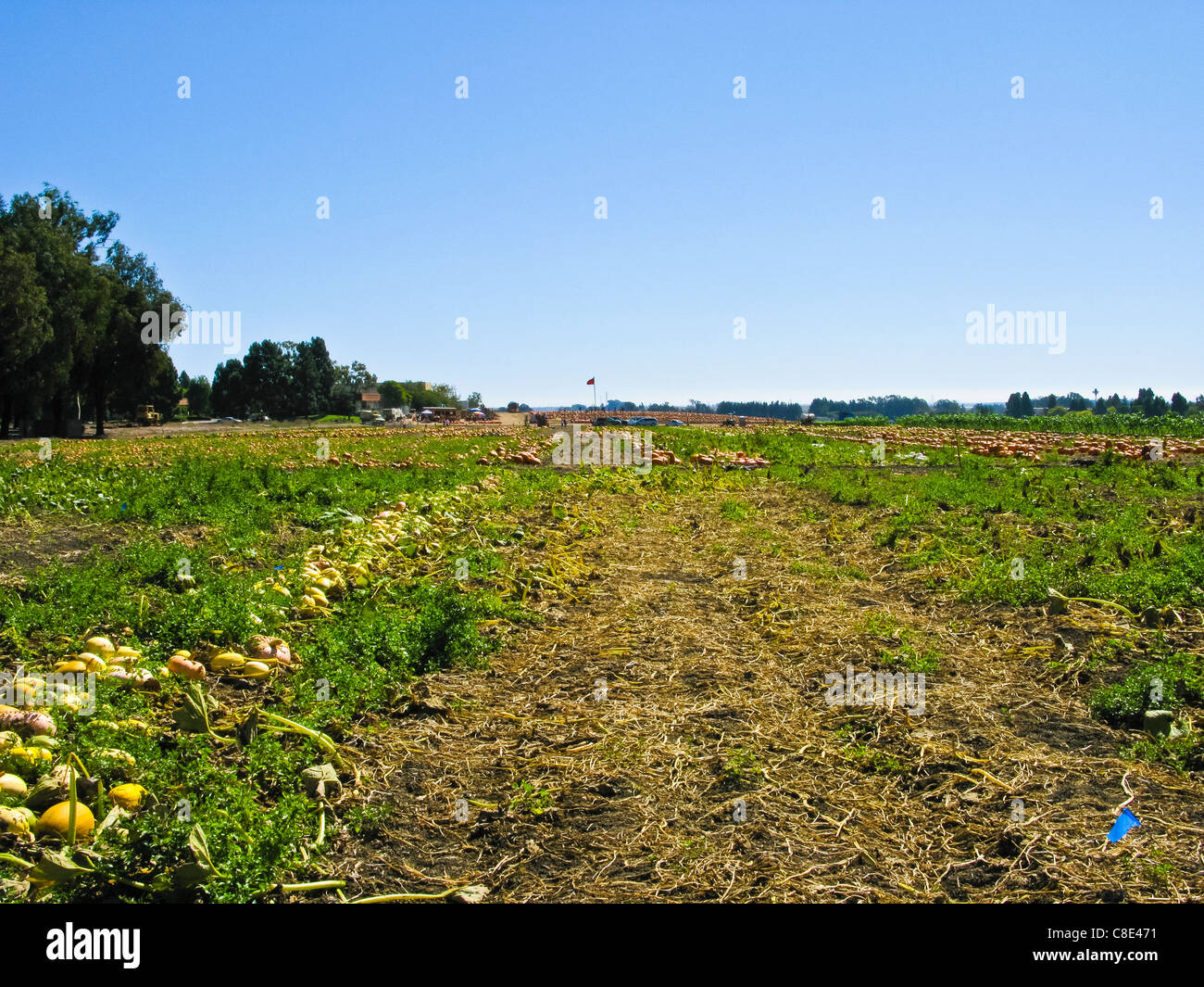 A pumpkin patch near Oxnard California Stock Photo - Alamy